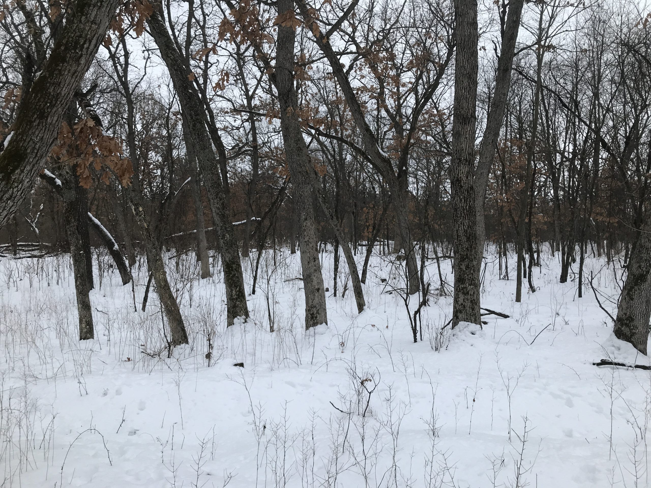 Adams Hunting Land - UC Hunting Properties