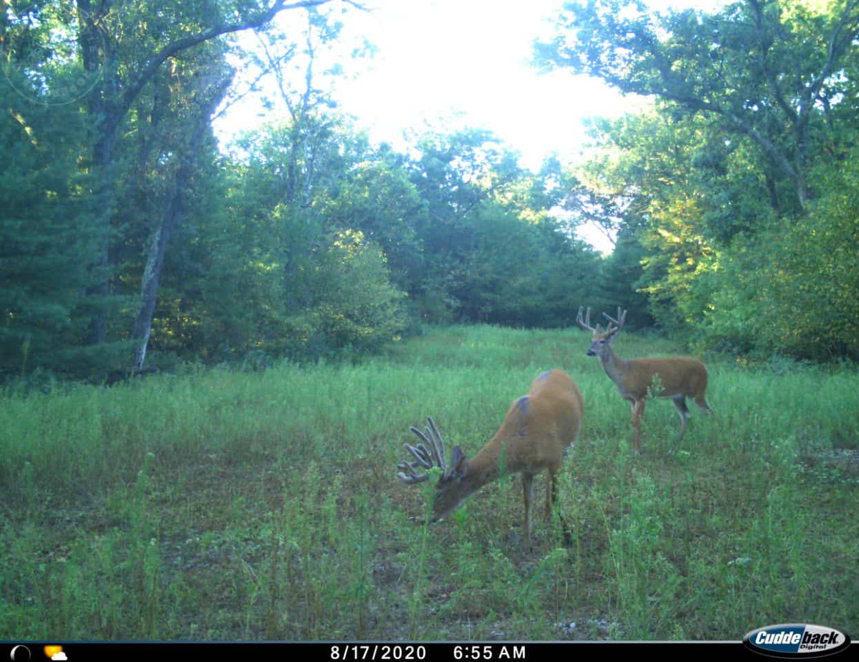 Adams Hunting Land - UC Hunting Properties