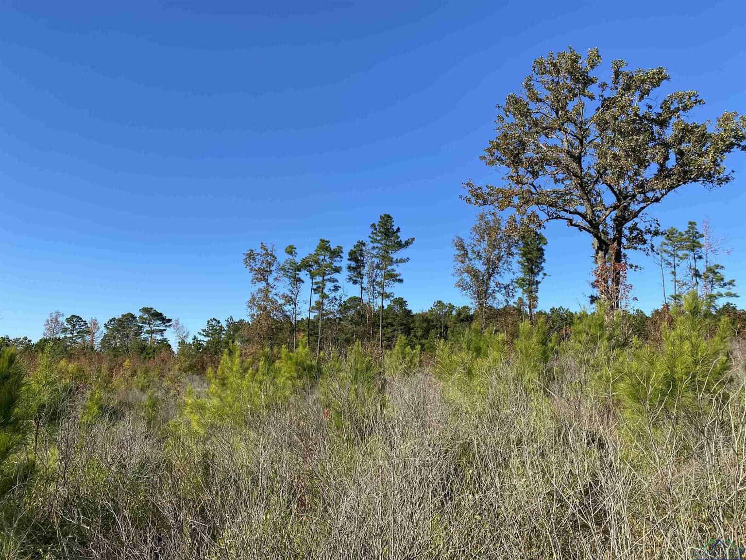 Texas Hunting Land - UC Hunting Properties