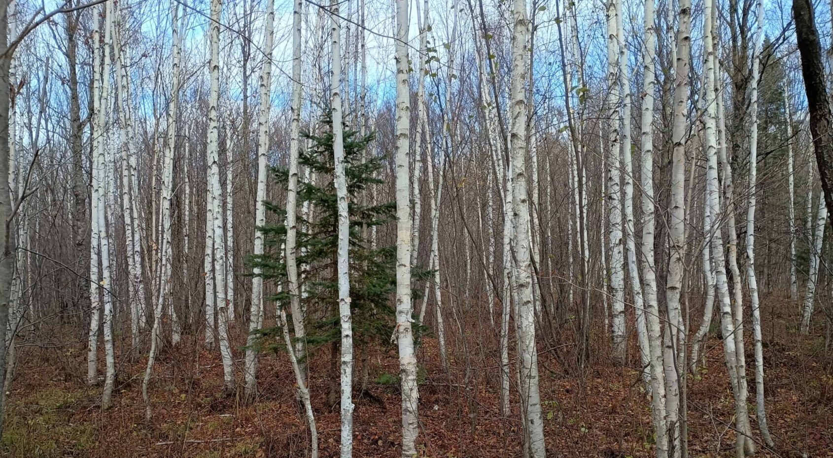 Land for Sale in Glidden, Wisconsin - UC Hunting Properties