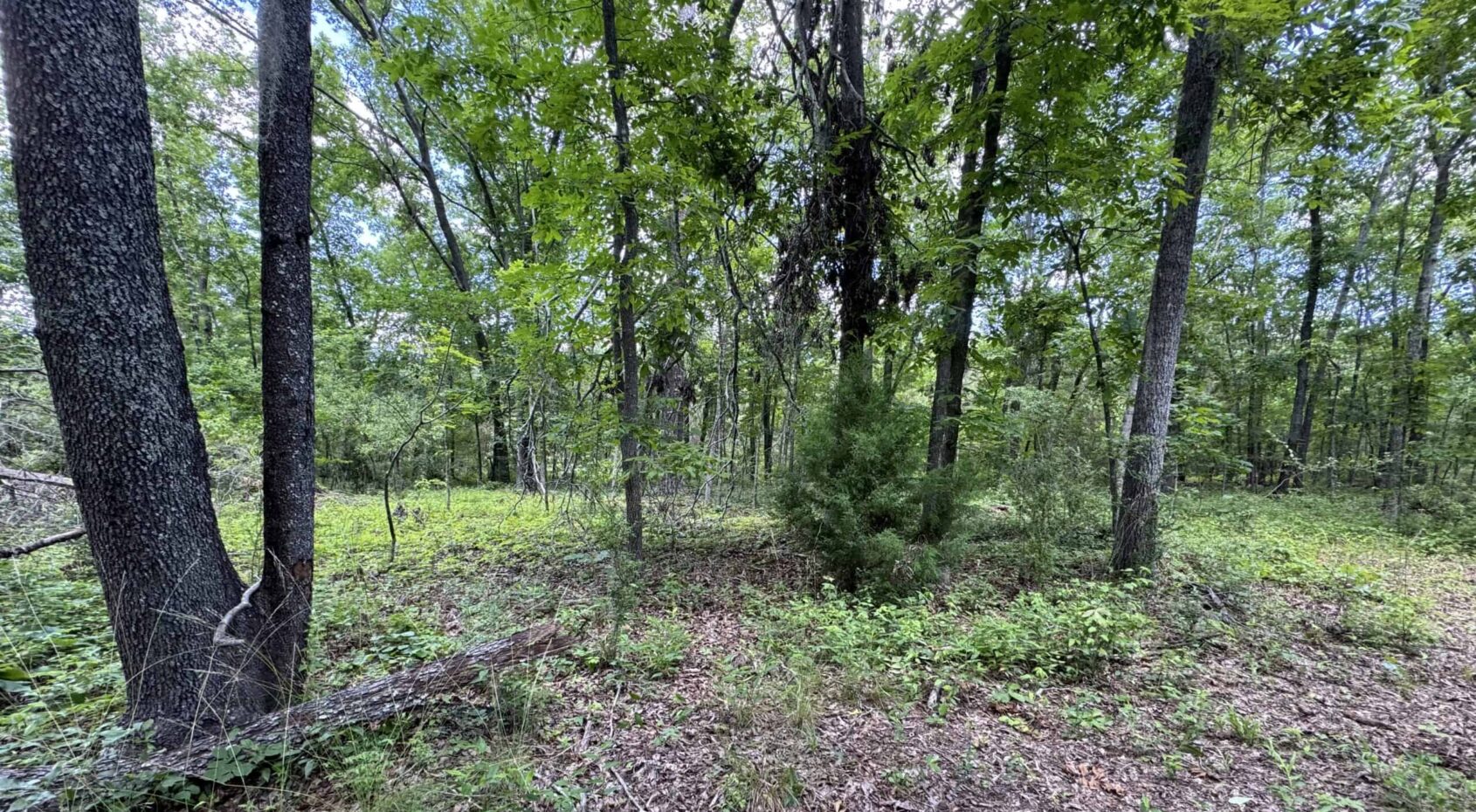 Situated along the scenic Jackson Branch in Allendale Cty is 98 ...