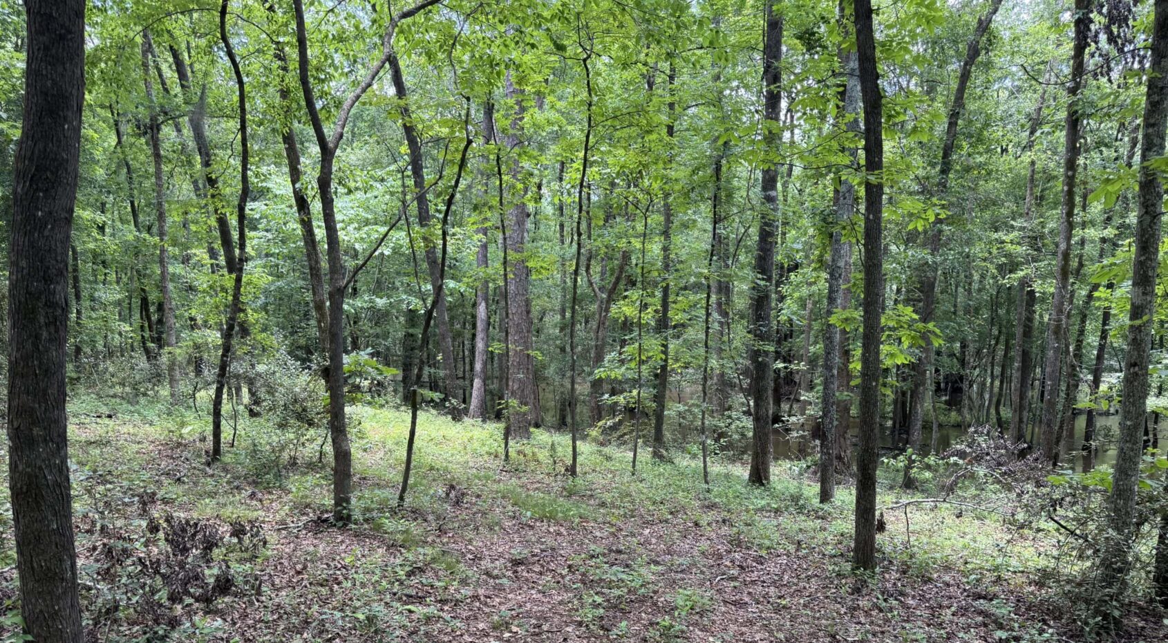 Situated along the scenic Jackson Branch in Allendale Cty is 98 ...