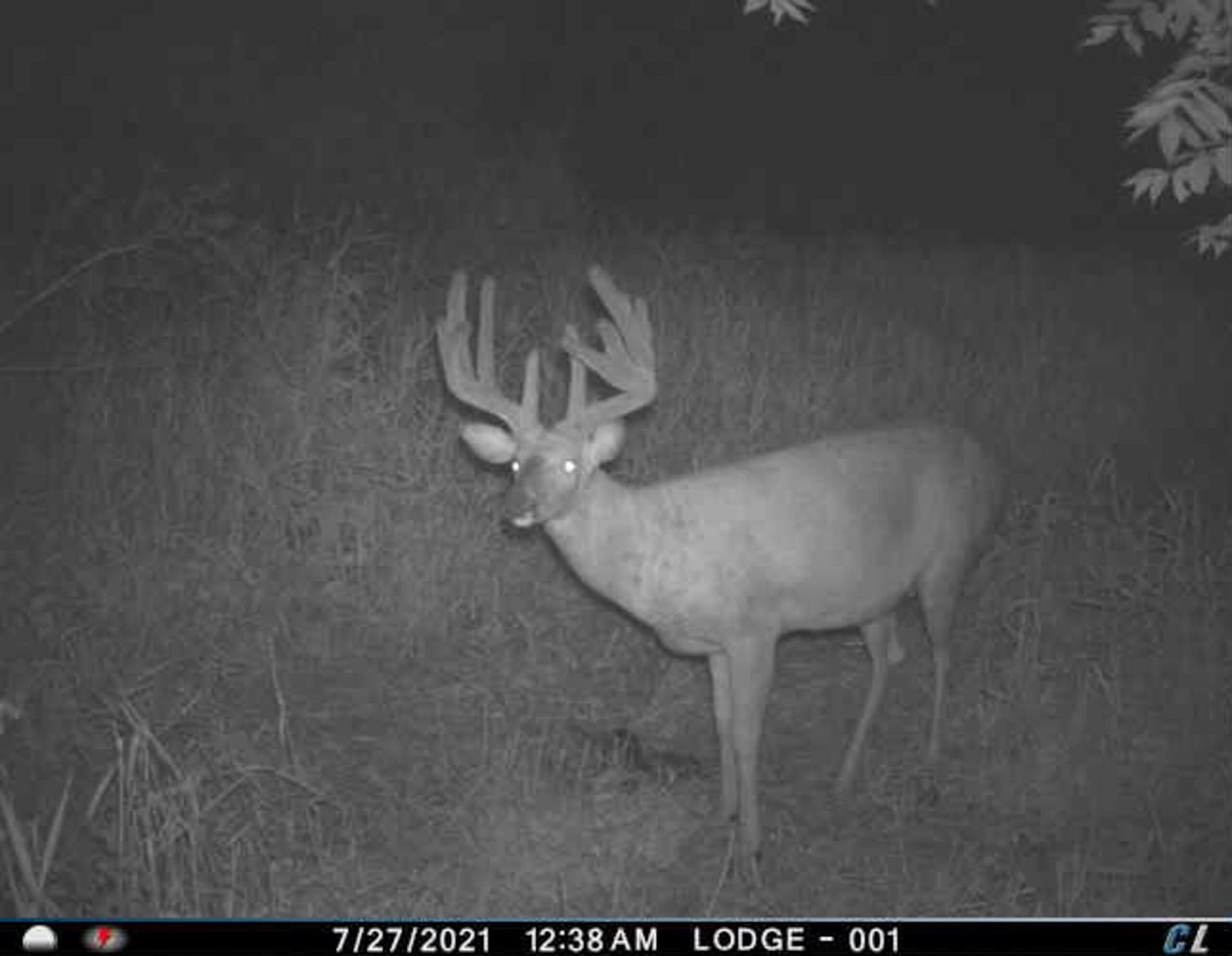 110 +/- Acres | Rathbun Lake Hunting & Investment Farm - UC Hunting ...